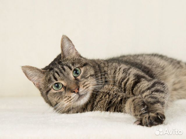 Ласковая добрая забавная кошечка Пуся-Лапуся