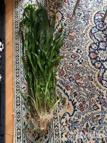 Криптокарина апонгеоновидная, аквариумное растение