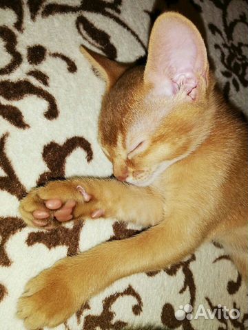 Абиссинская кошечка, котенок