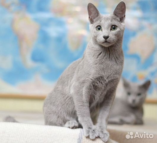 Молодой кот породы Русская Голубая из питомника