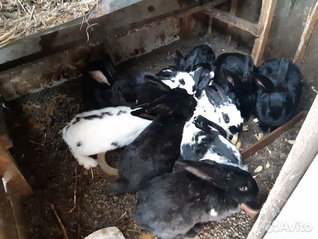 Продам мясо молодых кроликов