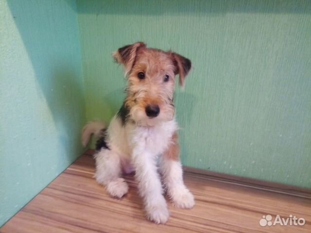 Жесткошерстный фокстерьер