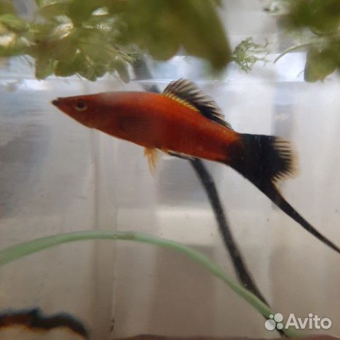 Меченосец берлинский крупный самец