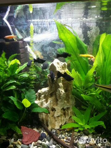 Камень для аквариума меотис