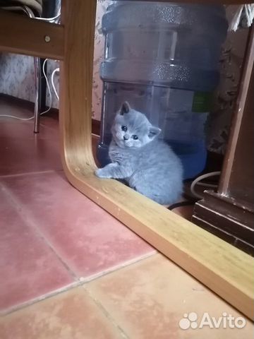 Продаются Котята Британские
