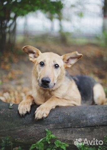 Нежная собака Марта в добрые руки