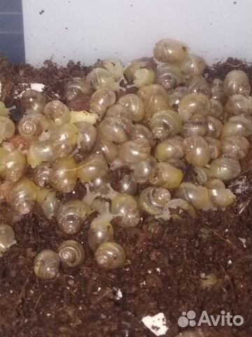 Улиточки Ахатина Фулика