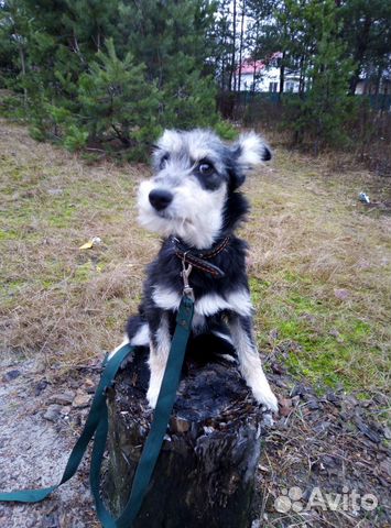 Ищет дом щенок не крупной собаки Мика