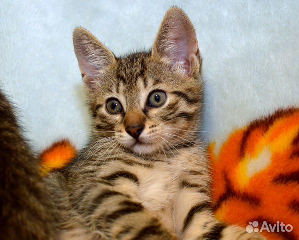 Самый ласковый2,5 мес