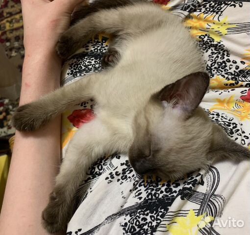 Отдам в хорошие руки котёнка сиамской породы