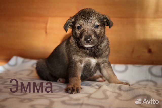 Щенок в дар