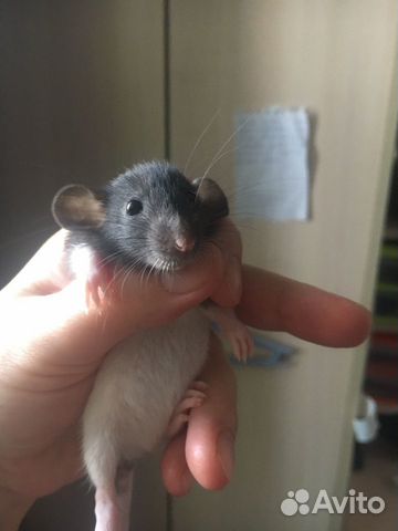 Крысята Дамбо