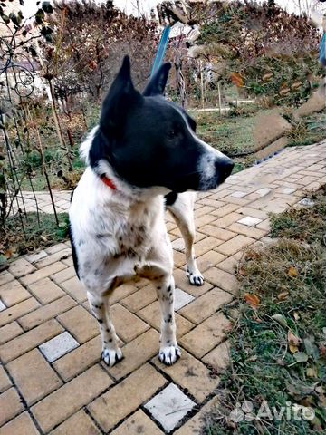 Кобель, 1,5 года, ищет дом и любящую семью