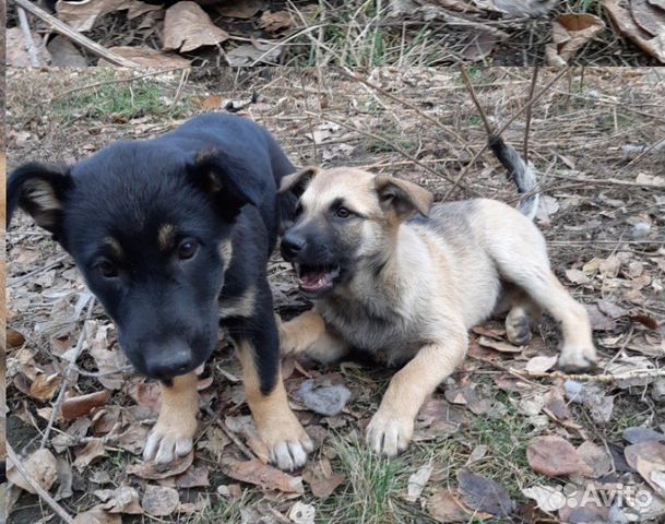 Отдам щенка