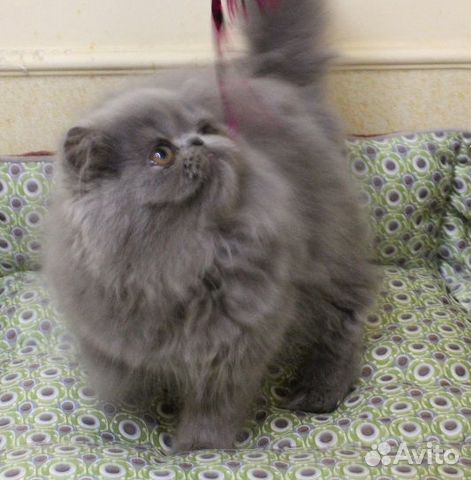Котята -ласковые активные и очень умненькие