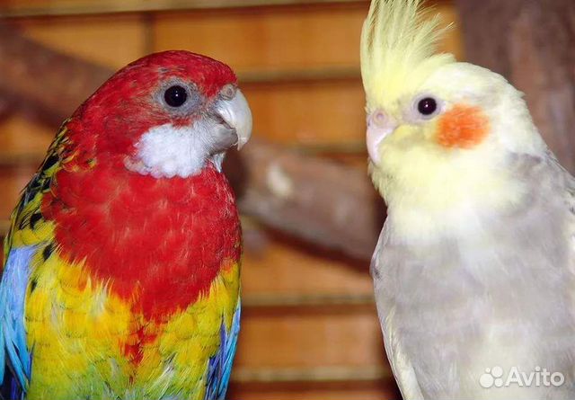 Попугаи Оптом