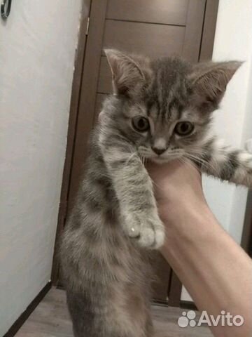 Остался последний котёнок девочка