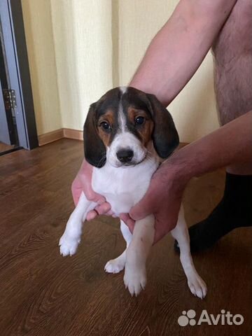 Продается щенок Бигля