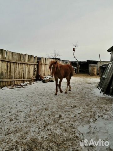Продам кабылку