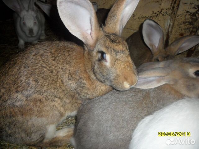 Крольчата 4 мес. мясных кроликов