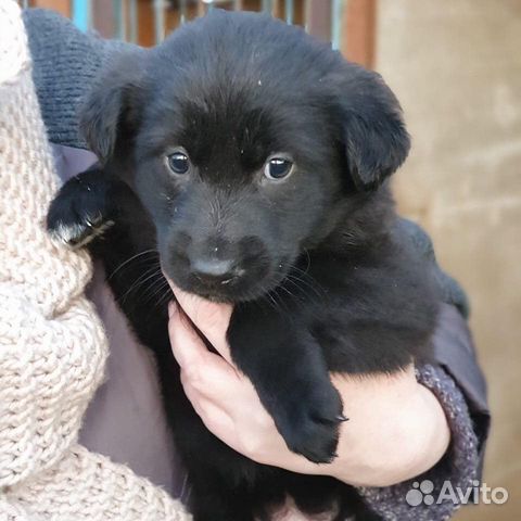 Собака