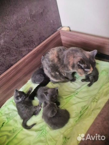 Кошка