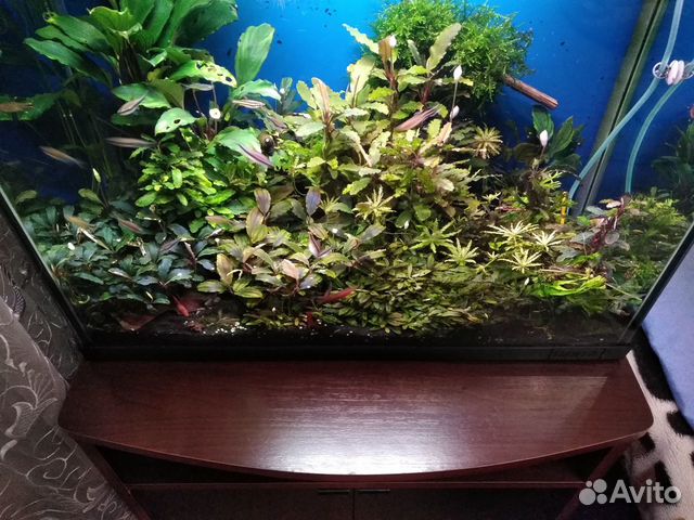 Буцефаландра