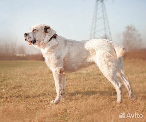 Чингиз - кобель алабая в дар