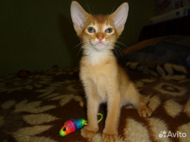 Солнечный абиссинчик