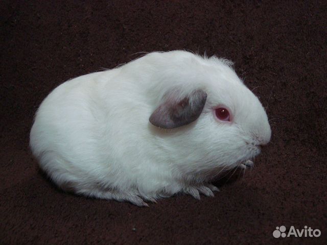 Морская свинка скинникарьер