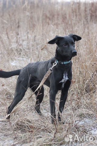 Чудо девочка Таша в добрые руки