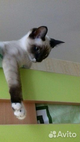 Тайская кошечка 5 мес