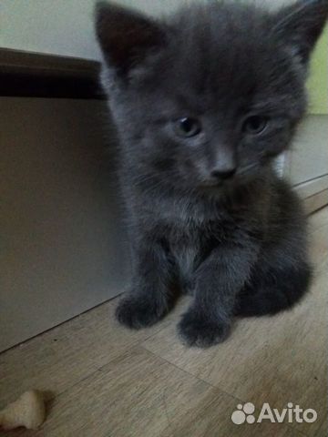 Пушистое чудо ждёт свою любящую семью. Котенок 1,5