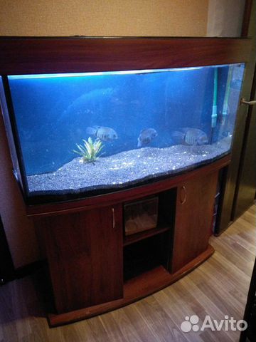 Аквариум
