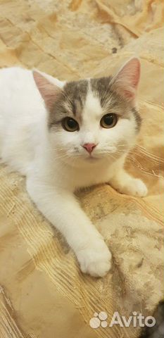 Котенок девочка 7мес Белка метиска