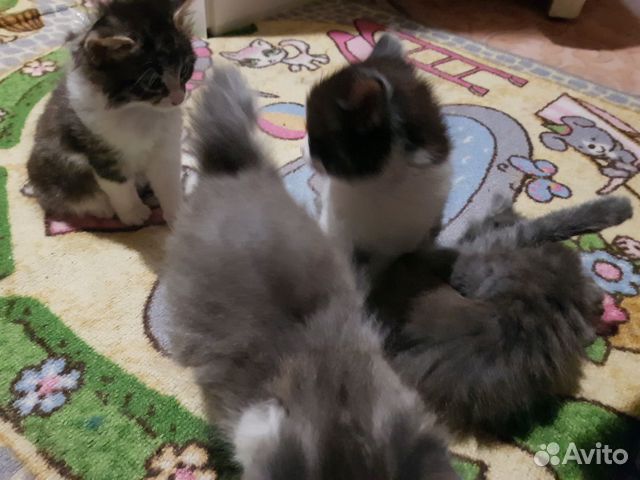 В добрые руки котята