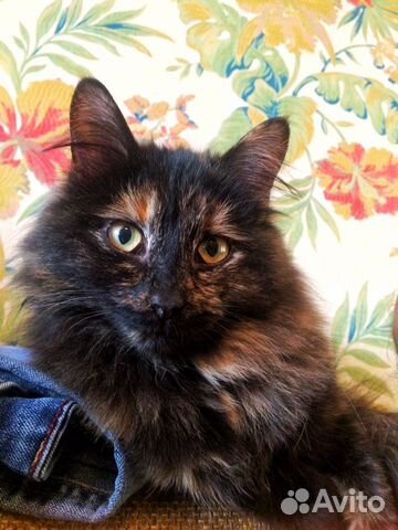 Котя подросток стерильная