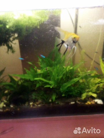 Продам мох для аквариума Колпино