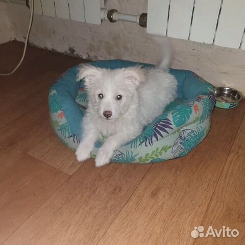 Мальтезе Мальтийская болонка