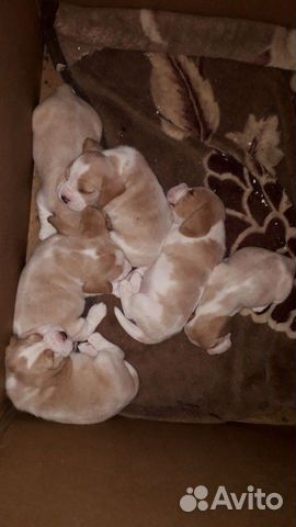 Щенки бигля