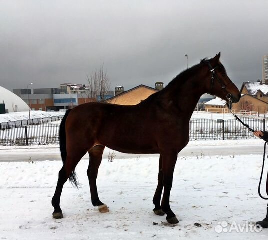 Американский рысак 2.00,9 Монте-Карло(Нот Дистурб