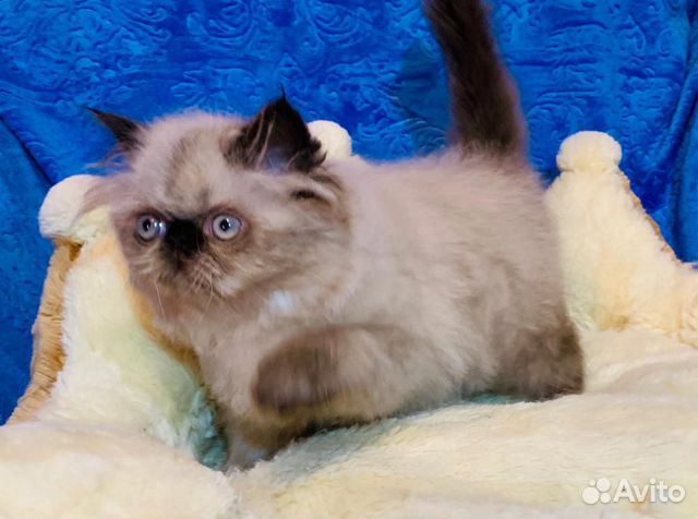 Голубоглазая Леди