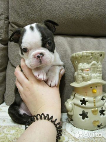 Продаю щенок бостон терьер Москва