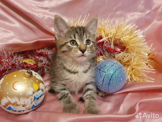 Котята помесь Mейн-куна и Сибирской