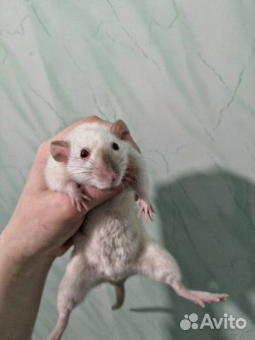 Сиамские крысята рекс