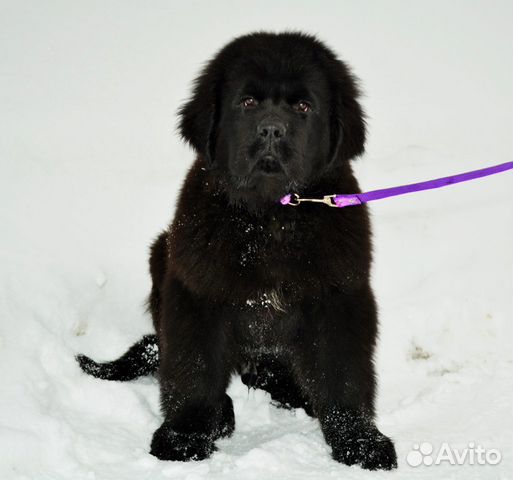 Ньюфадетки