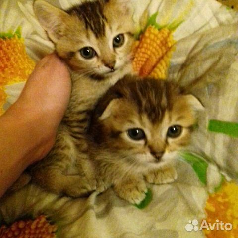 Вислоухие и прямоухие котята