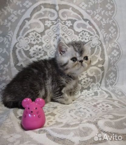 Маленький серебристый толстячок