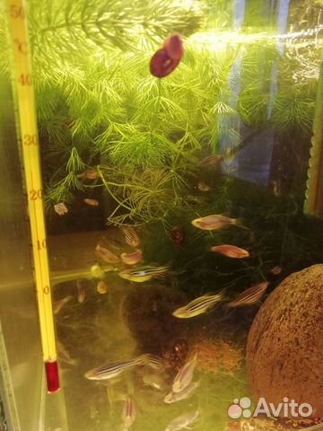 Рыбки Данио Рерио