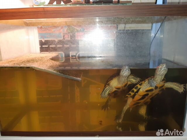 Черепахи красноухие